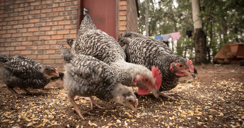 Poultry AMR - Press Office - Newcastle University