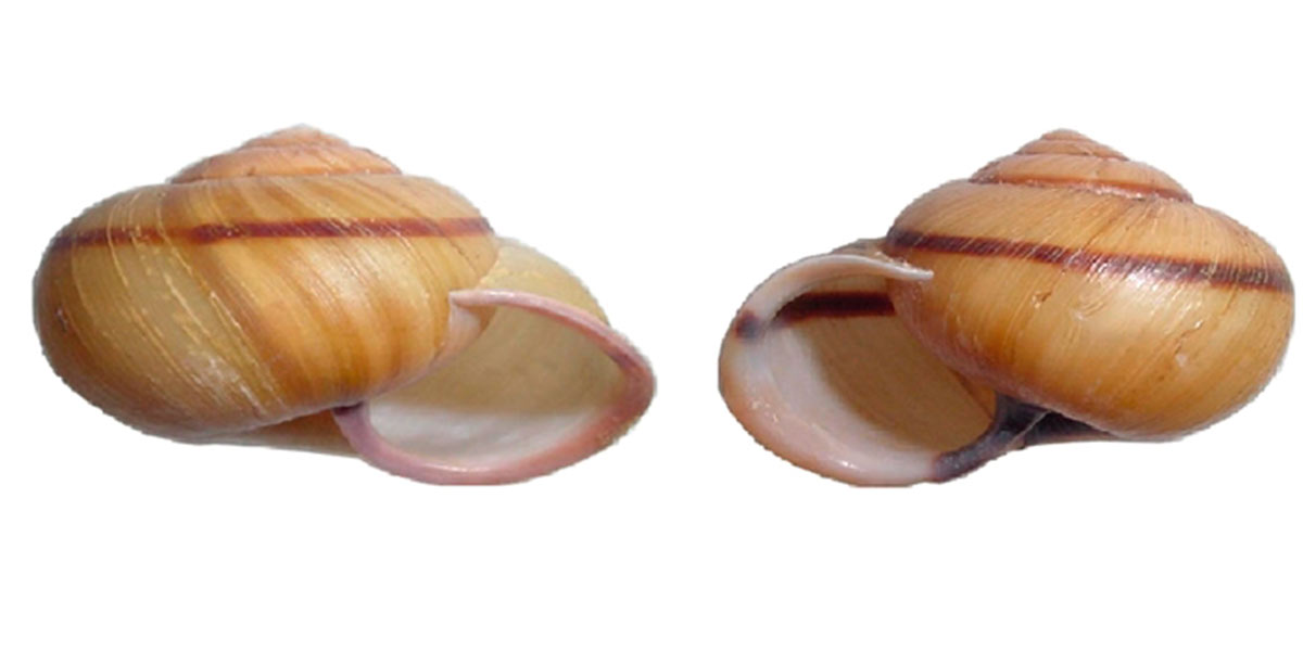 Microscopic origin of chirality - Press Office - Newcastle University