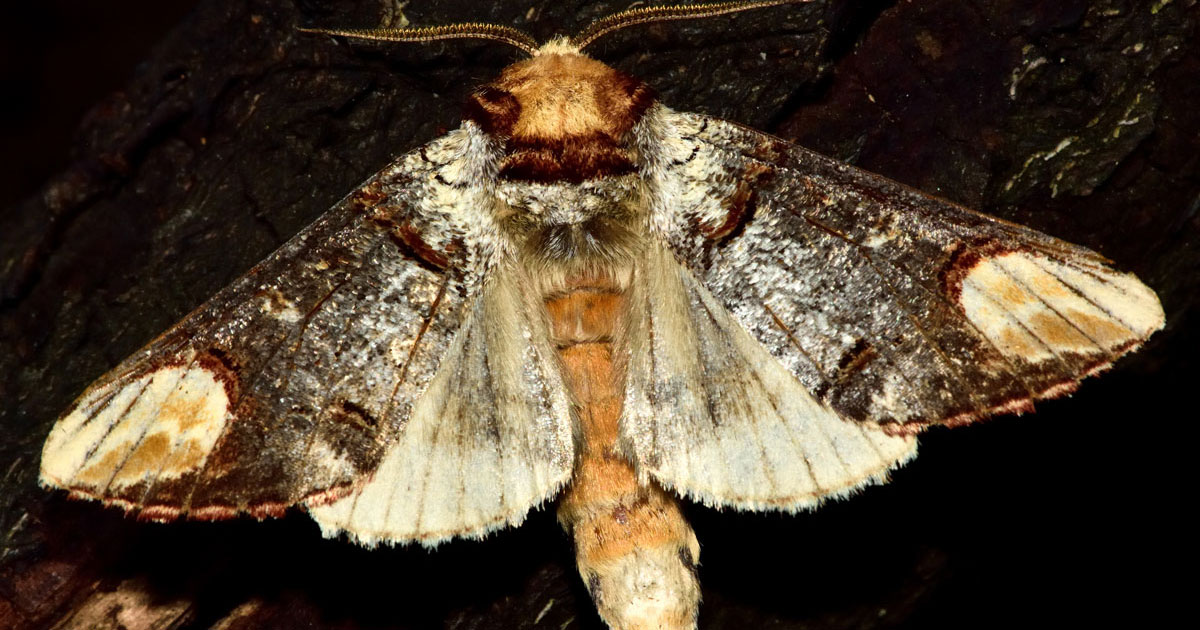 Moths - Press Office - Newcastle University