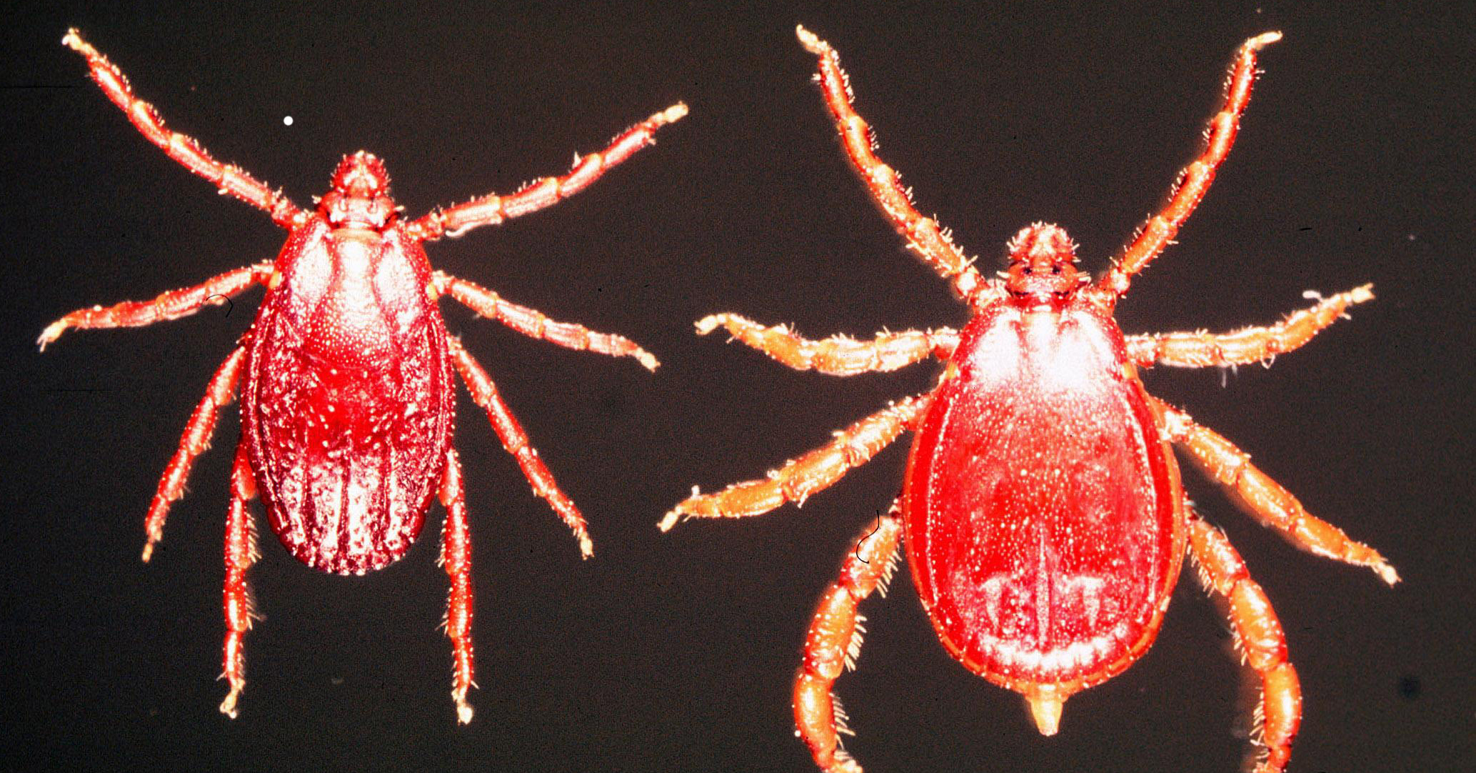 Tick saliva drug - Press Office - Newcastle University