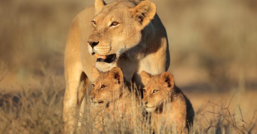 Conversation Wildlife conservation - Press Office - Newcastle University