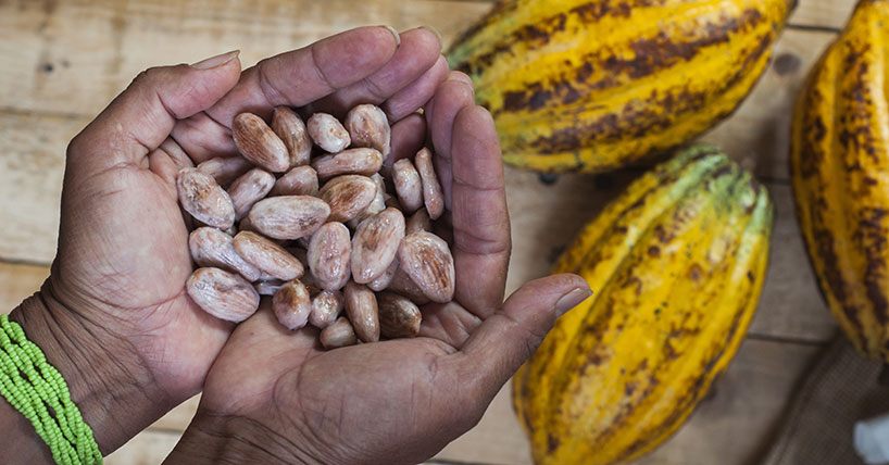 EU cocoa trade - Press Office - Newcastle University