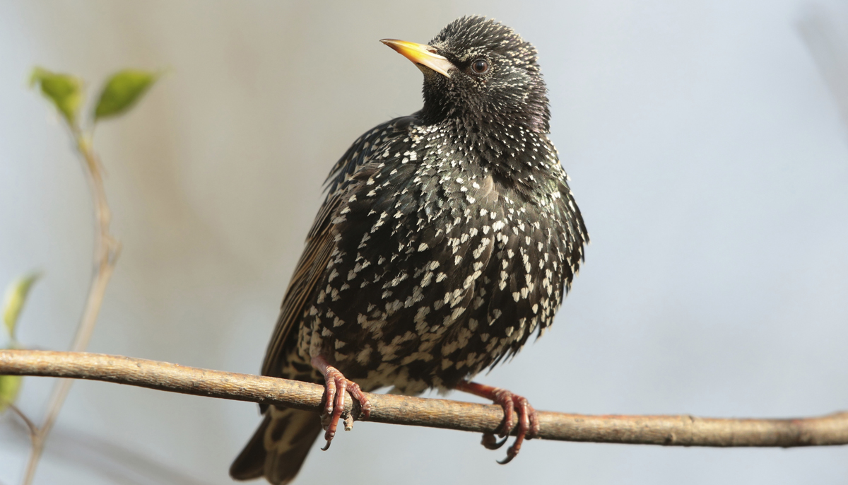 Starlings: From starving chicks come fat birds - Press Office ...