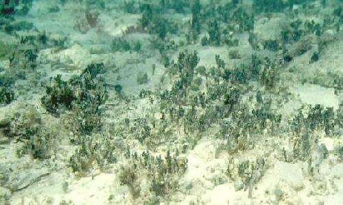 Calcareous green algae. Photo: A.J.Edwards