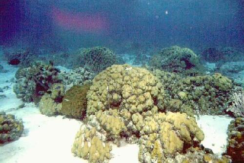 Montastraea habitat. Photo: A.J.Edwards